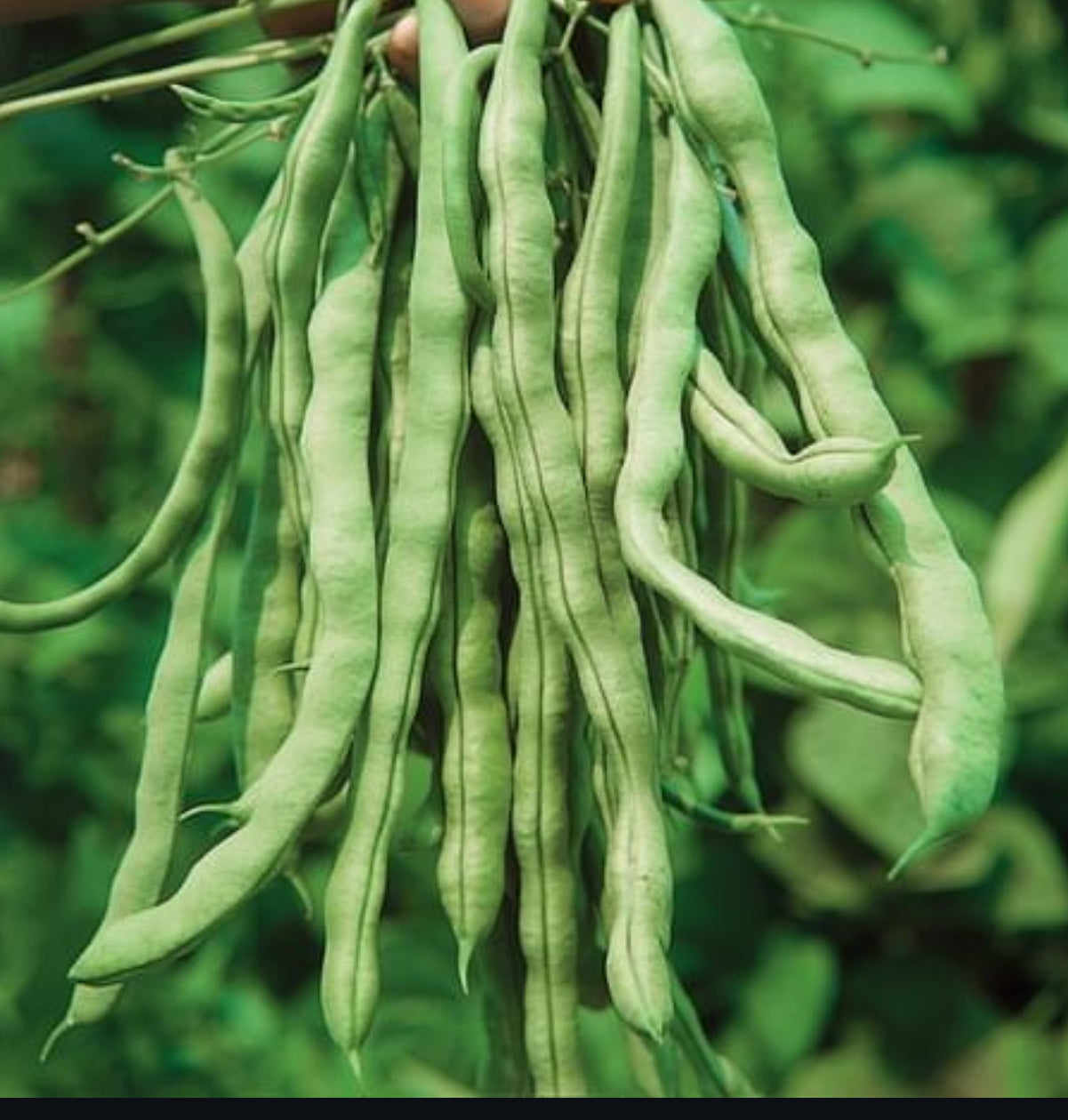 Kentucky Wonder Pole Bean Seeds – Plant and Heal