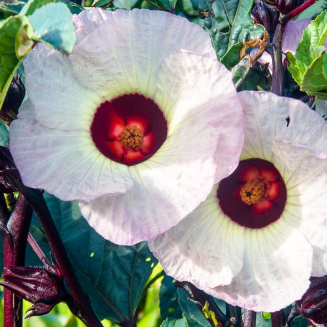 White Roselle Hibiscus – Plant and Heal