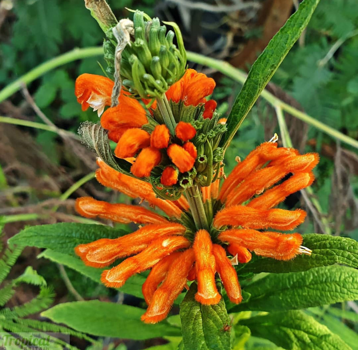 Wild Dagga/ Lions Tail (Leonotis leonurus) Seeds – Plant and Heal