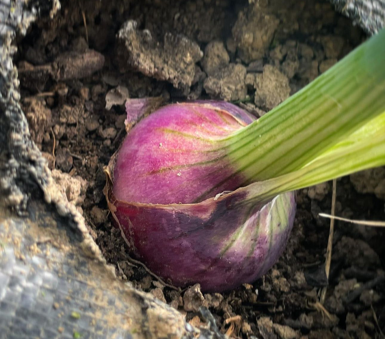 Red Grano Onion Heirloom Seeds – Plant and Heal