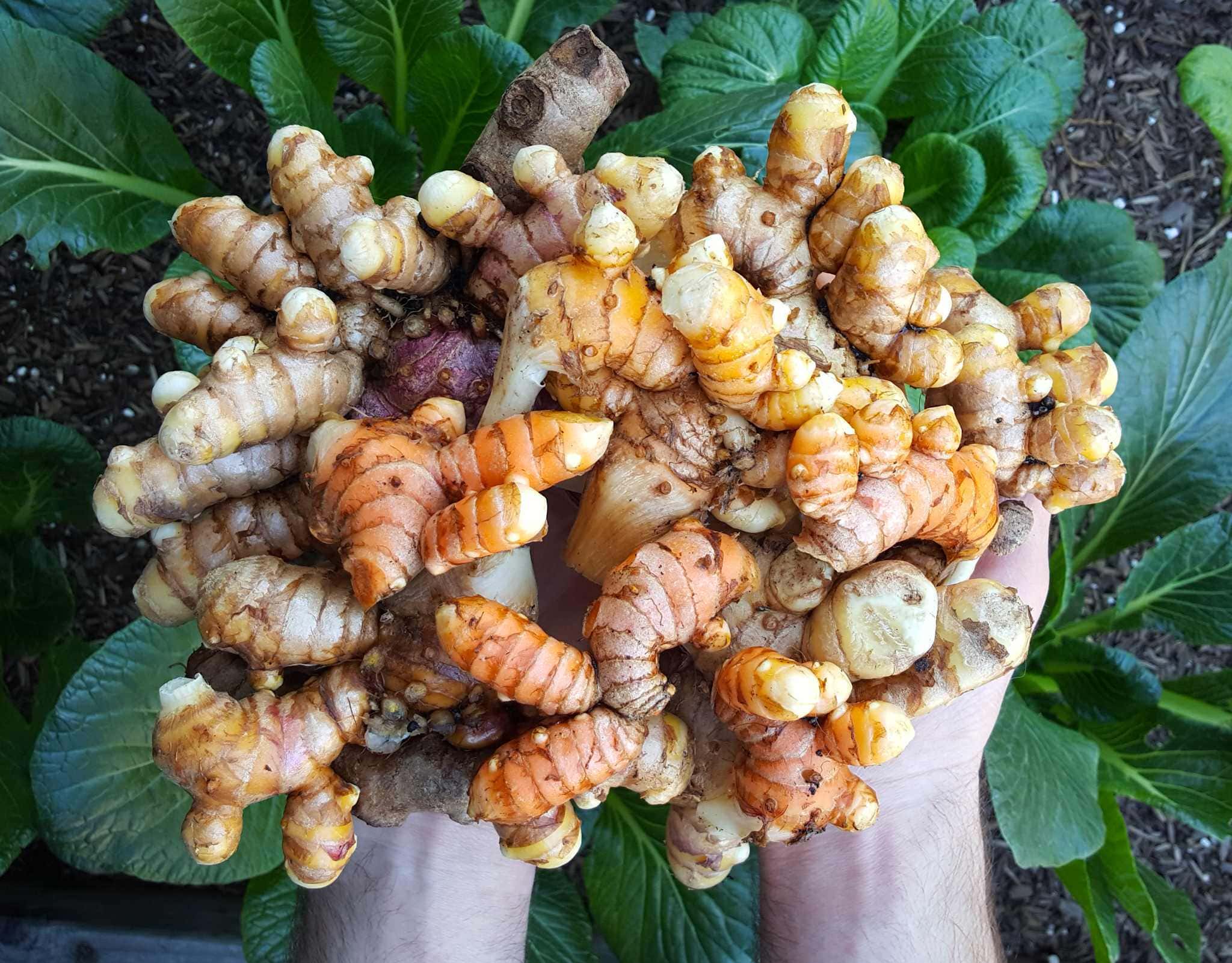 Indira Yellow Turmeric Plug – Plant and Heal