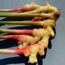 Rainbow Turmeric and Ginger Variety Mix – Plant and Heal
