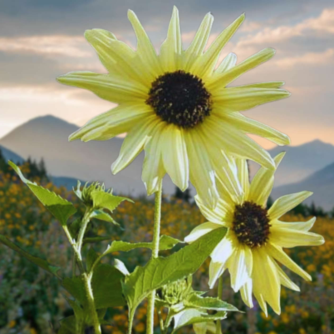 Italian White Sunflower Seeds – Plant and Heal