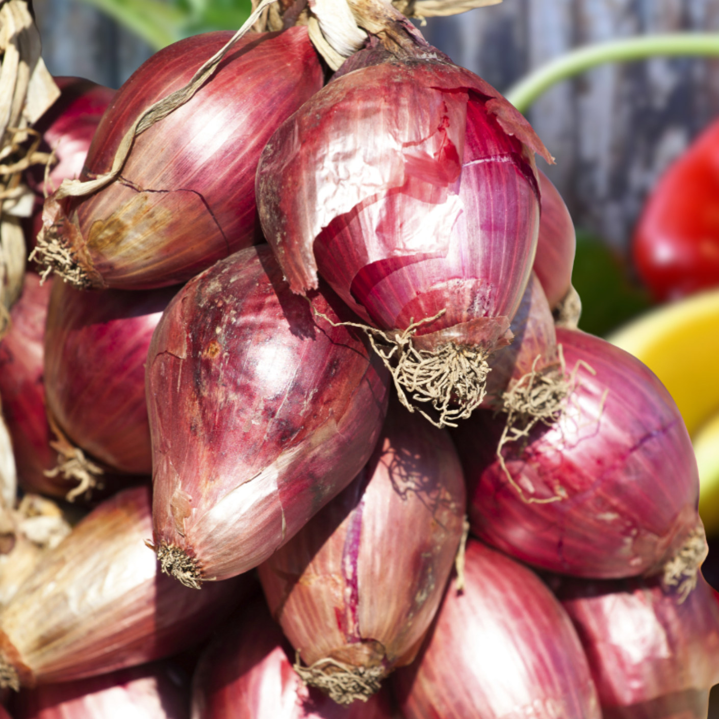 Red Torpedo Onion Seeds - Intermediate – Plant and Heal