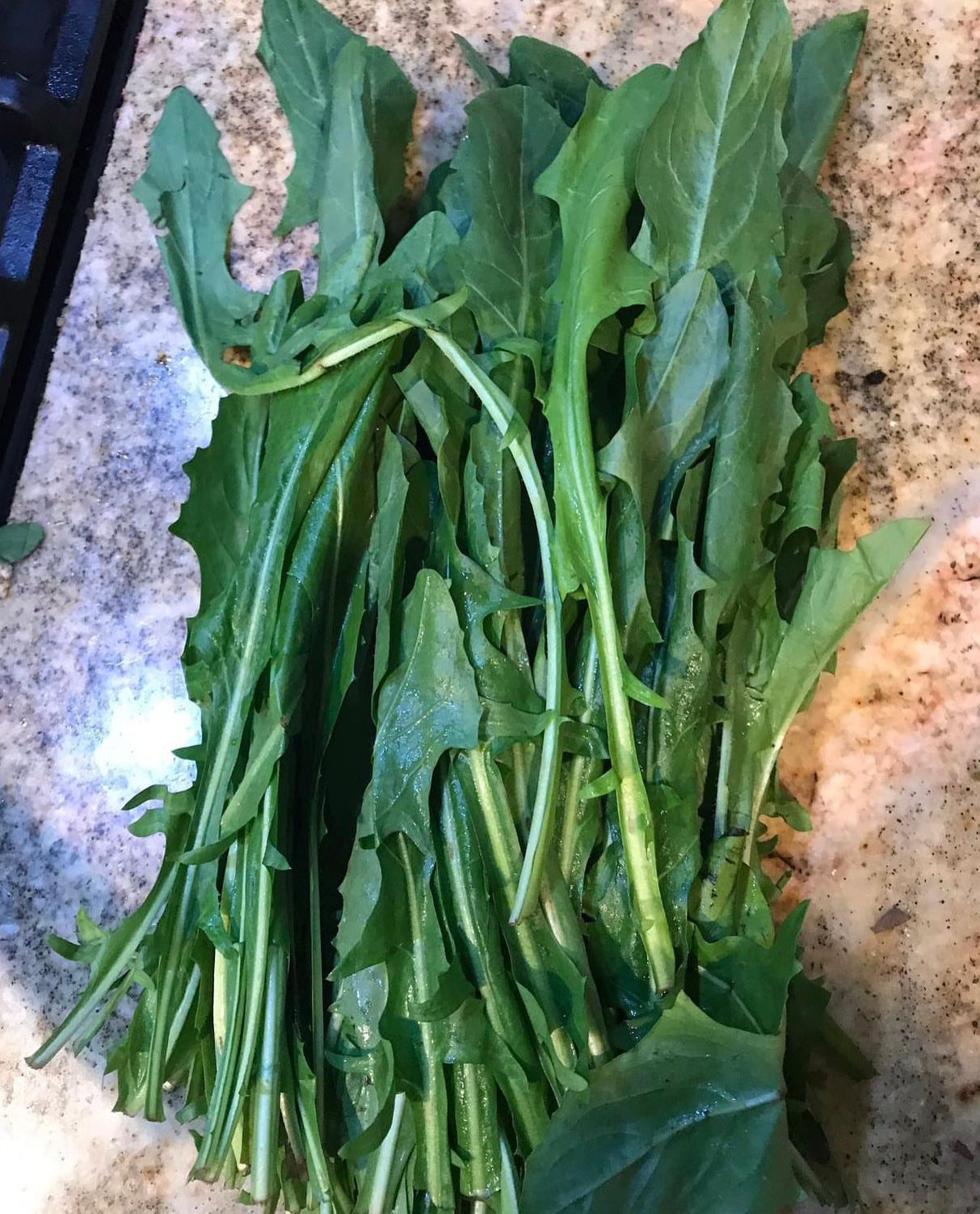 Dandelion Italian Greens Seeds – Plant and Heal