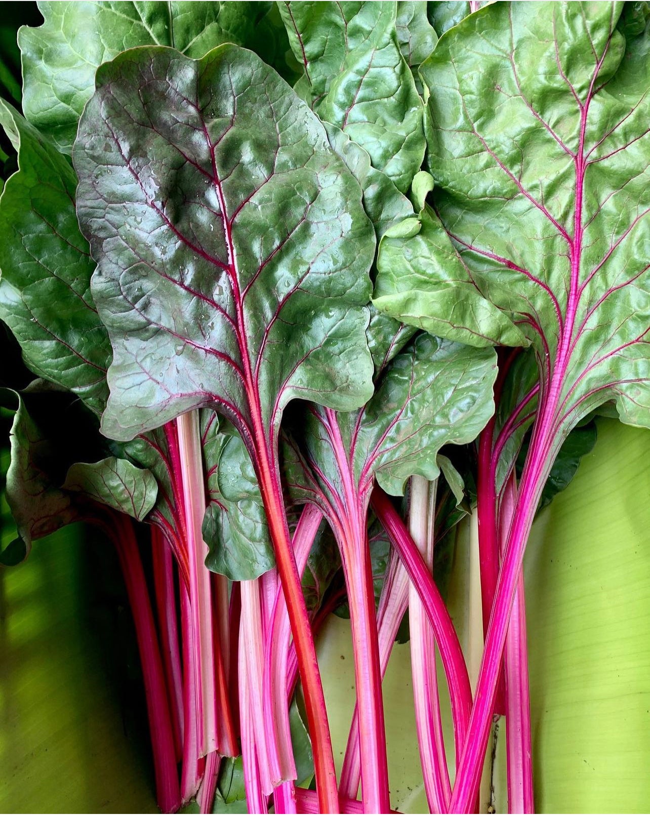 Pink Lipstick Swiss Chard Seeds – Plant and Heal