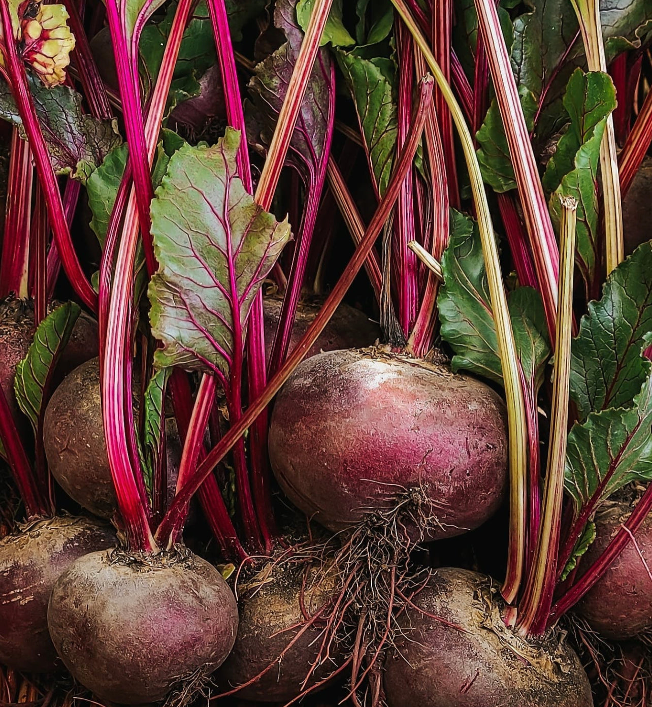 Early Wonder Tall Top Beet Seeds – Plant and Heal