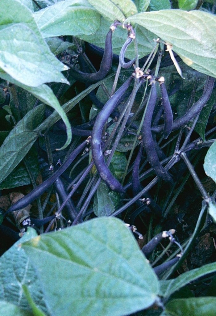 Velour Bush Beans Heirloom Seeds – Plant and Heal