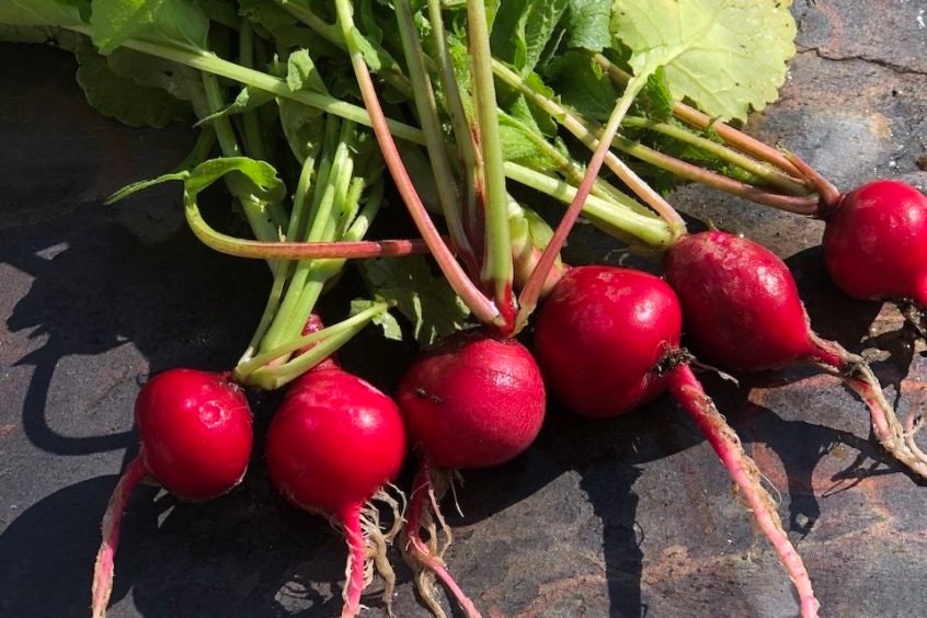 Crimson Giant Radish Heirloom Seeds – Plant and Heal